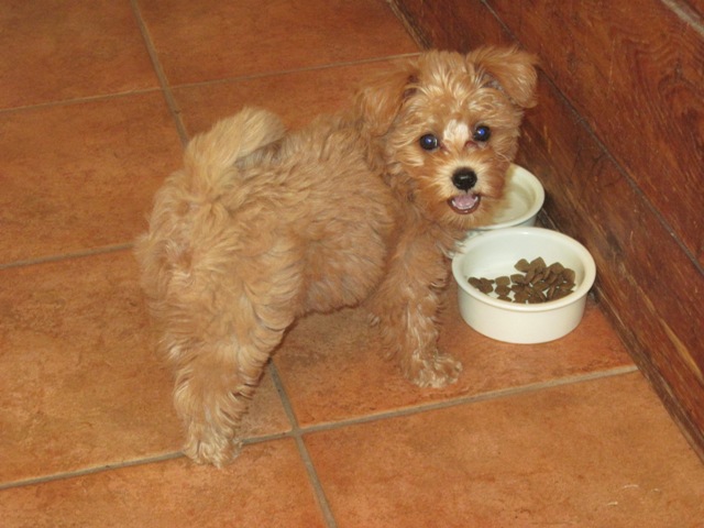 Growing Puppies - Virginia Schnoodle Breeder --Hypoallergenic Dogs ...