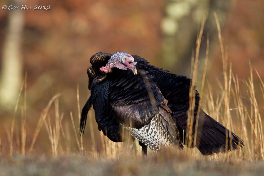 Country Captures: Wild Turkeys: Gobblers Preening