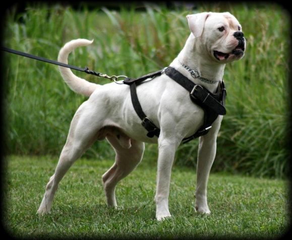 About Dog American Bulldog: BASICS OF AMERICAN BULLDOG TRAINING