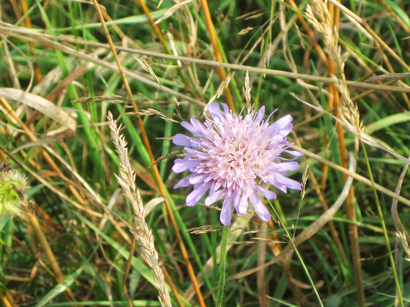 Filnore Woods Blog: Field scabious