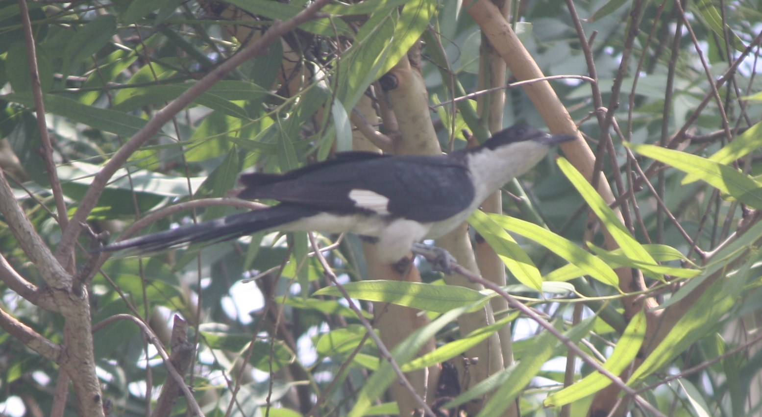 Birds in Delhi(India): Jacobin Cuckoo