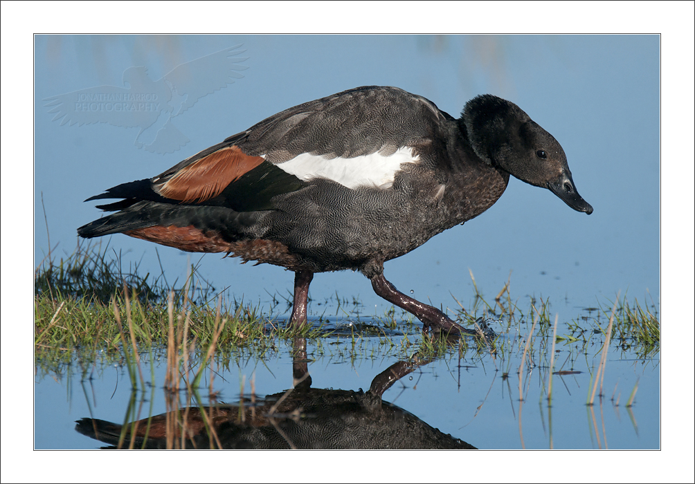 JONATHAN HARROD PHOTOGRAPHY