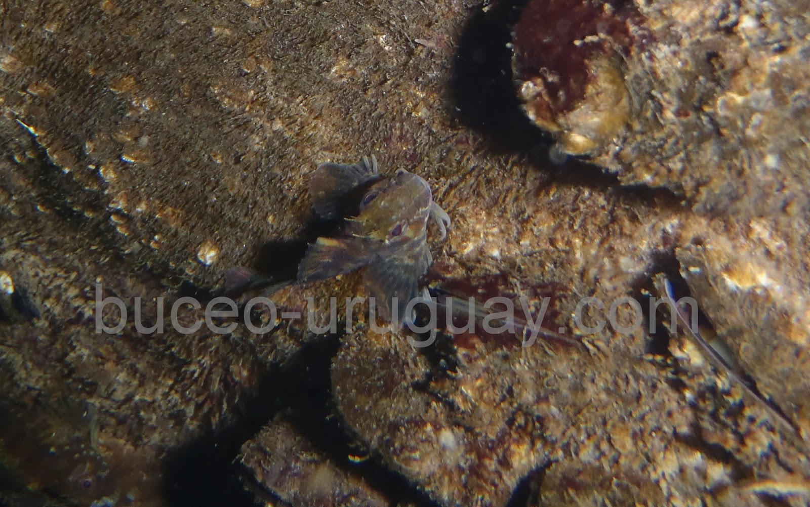BUCEO URUGUAY: El blenio (Hypleurochilus fissicornis)