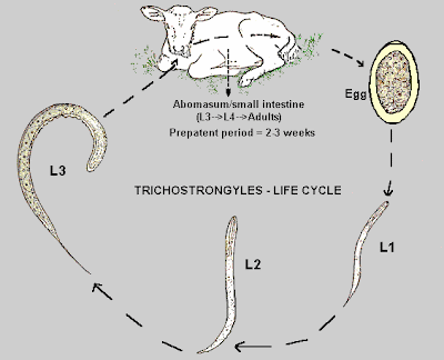 Datos Veterinarios: Trichostrongylus axei