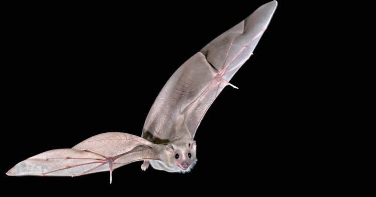 Our Parkinson's Place: How Bats Remember Directions