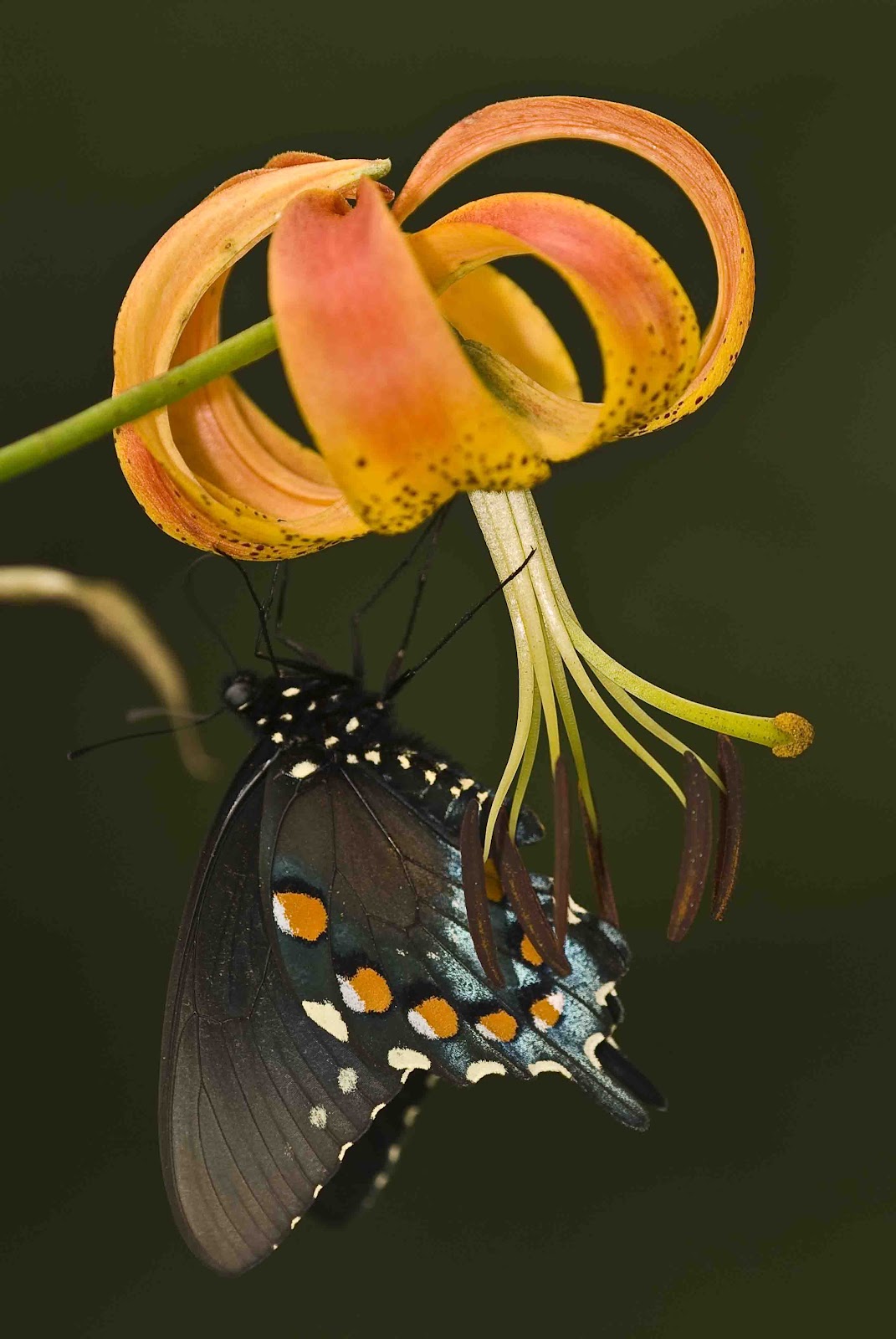 Kentucky Native Plant and Wildlife: Plant of the Week: Dutchman's pipe ...