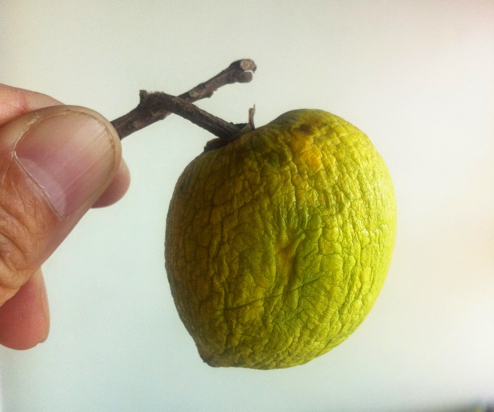 Musings on Life in Hong Kong: Egg fruit 蛋黄果