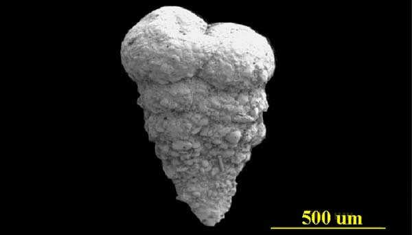 Variety of Life: Textulariidae