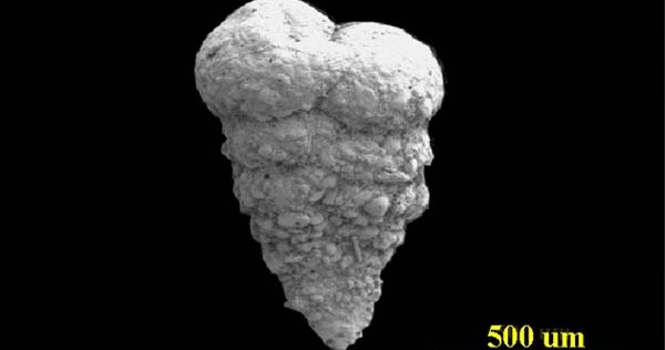 Variety of Life: Textulariidae