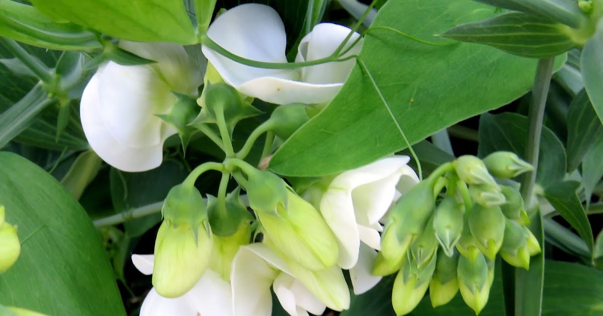 The Marmelade Gypsy: In the Garden