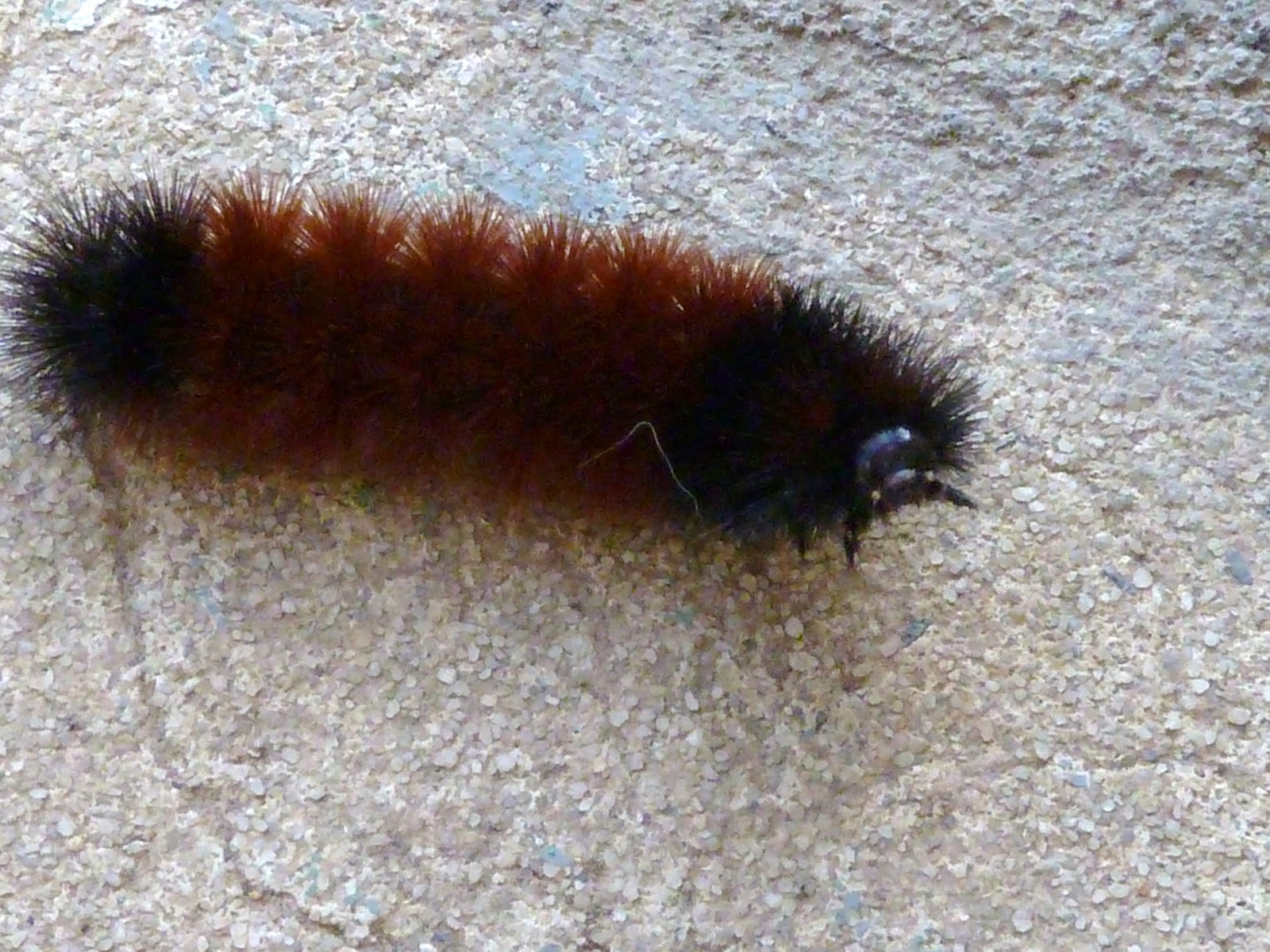 Franklin County (PA) Gardeners: Wooly Bear Caterpillars