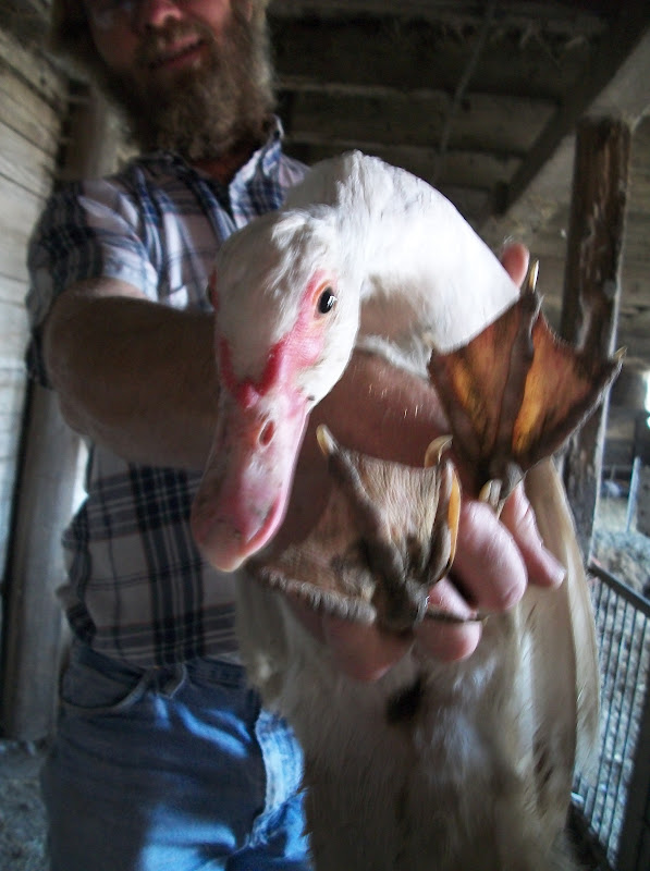 The Midlife Farmwife: Mad Duck Disease