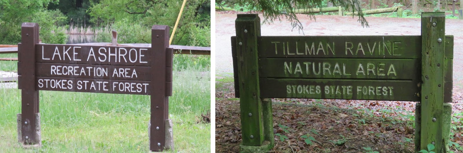 Gone Hikin': Stokes State Forest, NJ - Red Maple Trail with Tillman Ravine