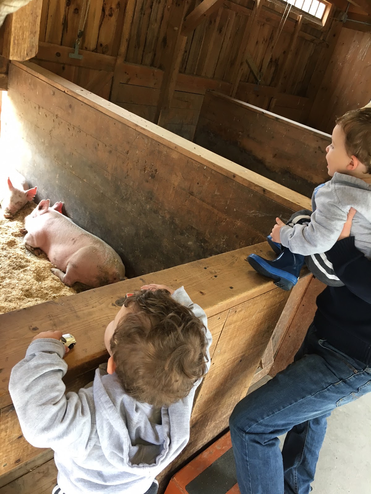 Drumlin Farm - Lincoln, MA