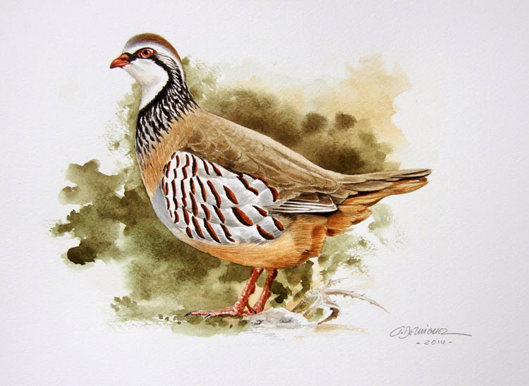 El pintor y la Naturaleza - Wildlife Art: Perdices rojas / Red-legged ...
