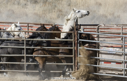 Save the Mustangs: Photos of BLM Roundups