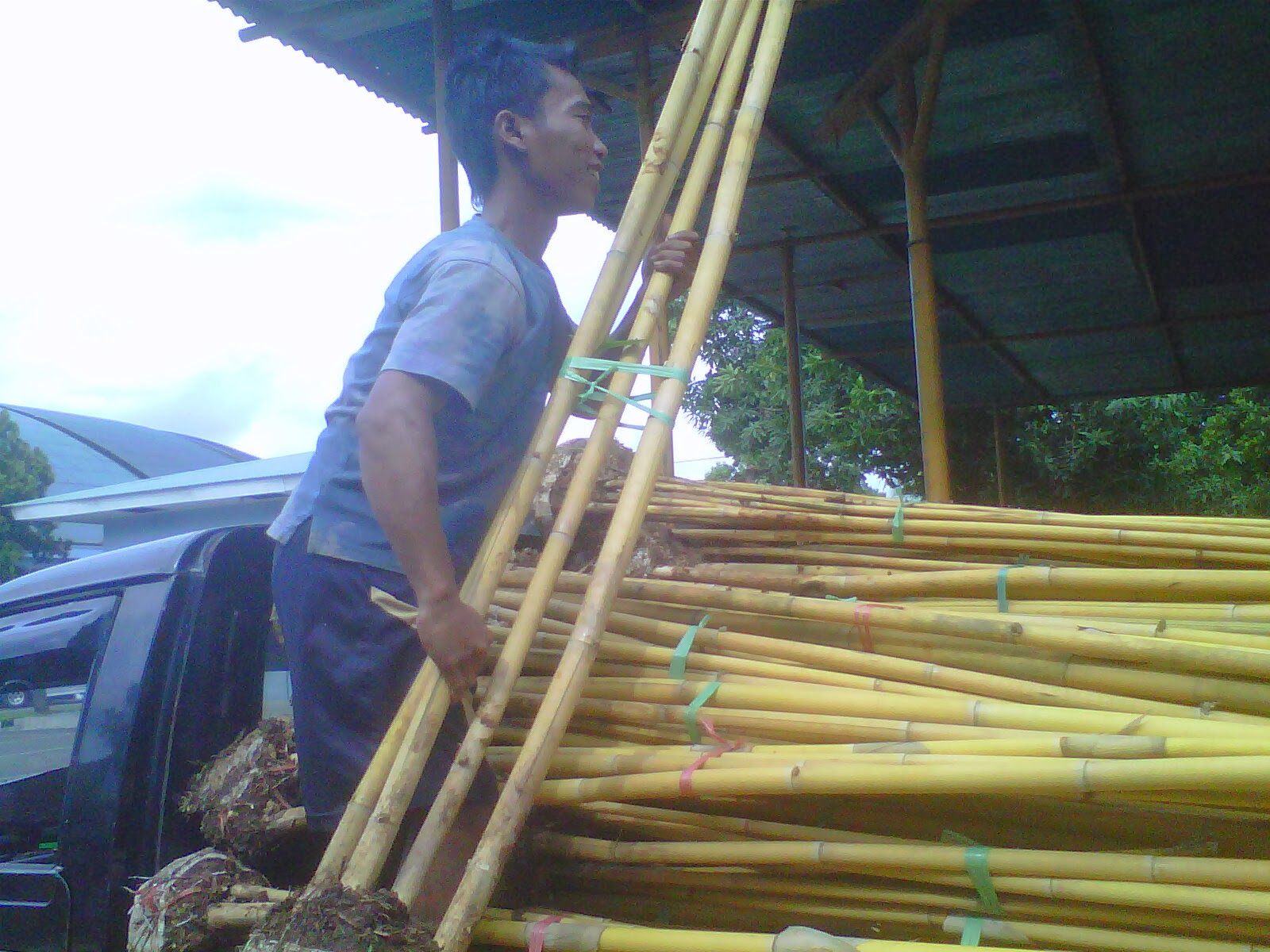 jual bam,bu hias |jual bambu kuning |jual bambu jepang ,,klisik - Raja ...