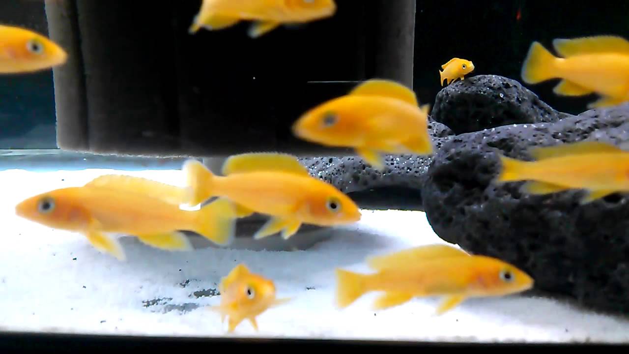 IKAN LEMON ~ Everything About Fish