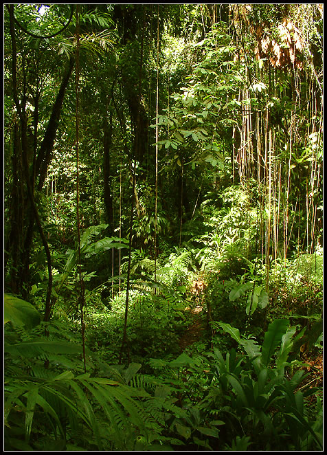 Rainforest webquest