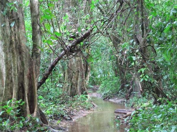 ECOSISTEMAS DE COSTA RICA: BOSQUE TROPICAL LLUVIOSO ALUVIAL