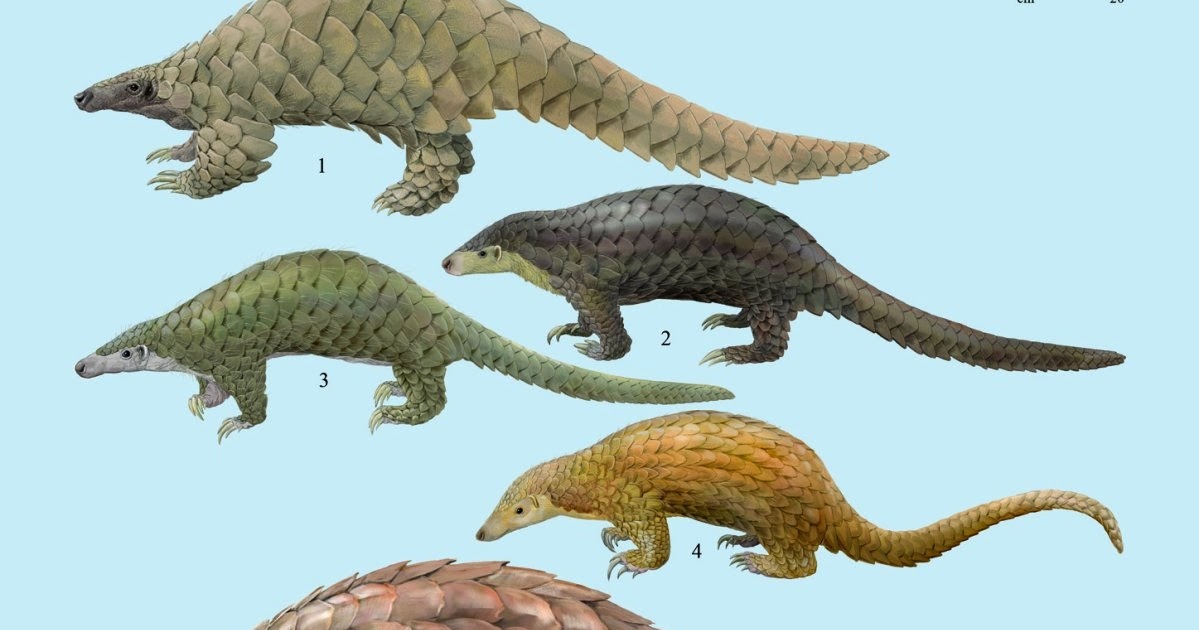 Species New to Science: [Mammalogy] Pangolins of the World (Family ...