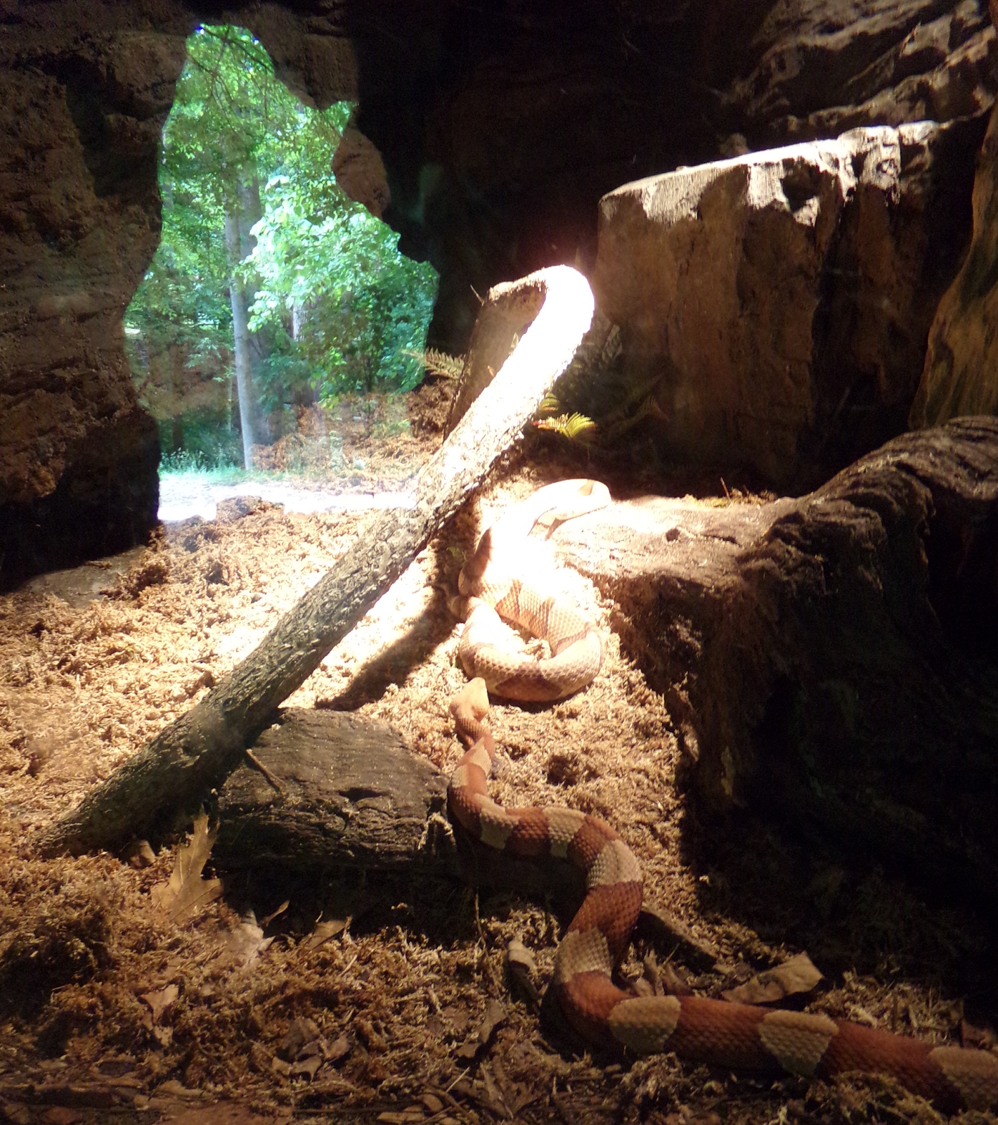 randuwa: Maryland Zoo Redux #9 - The Bat Cave