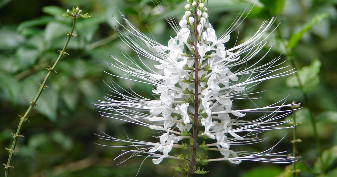 Ervas e Insumos: Chá de Java