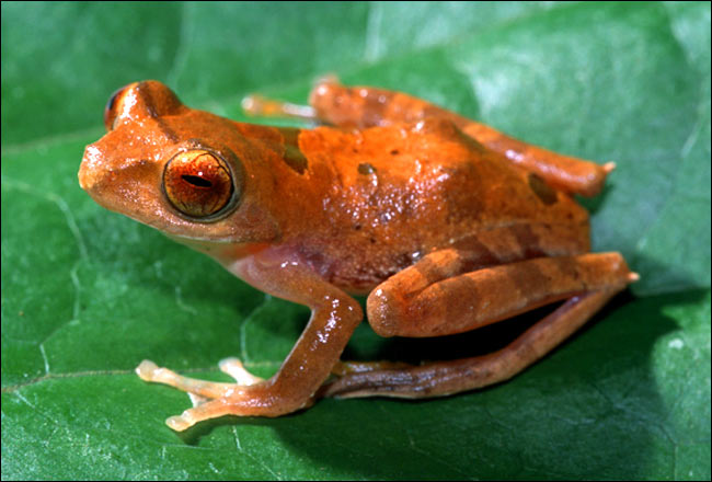 Species New to Science: [Herpetology • 2005] Rhacophorus gadingensis ...