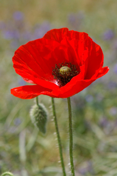 Π Ρ Ο Σ Χ Ω Μ Ε Ν : "Ο χ ο ρ ό ς τ η ς π α π α ρ ο ύ ν α ς"