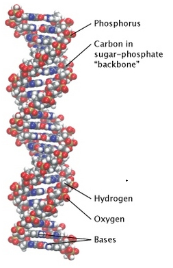 Macromolecules: Nucleic Acid