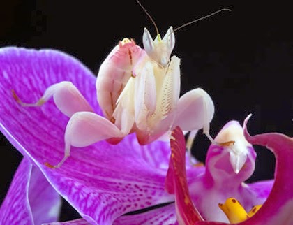 Nobody Expects the Spanish Inquisition: Mimic Spotlight: Orchid Mantis ...