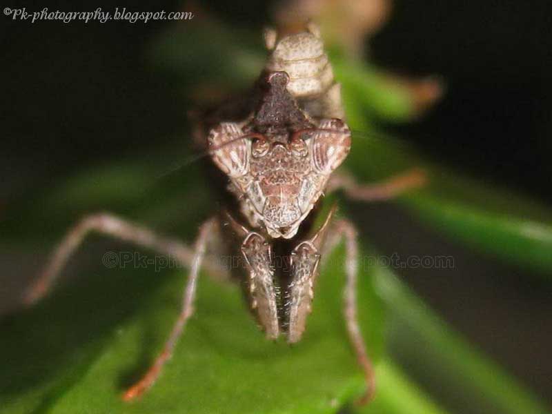 Small Brown Praying Mantis | Nature, Cultural, and Travel Photography Blog