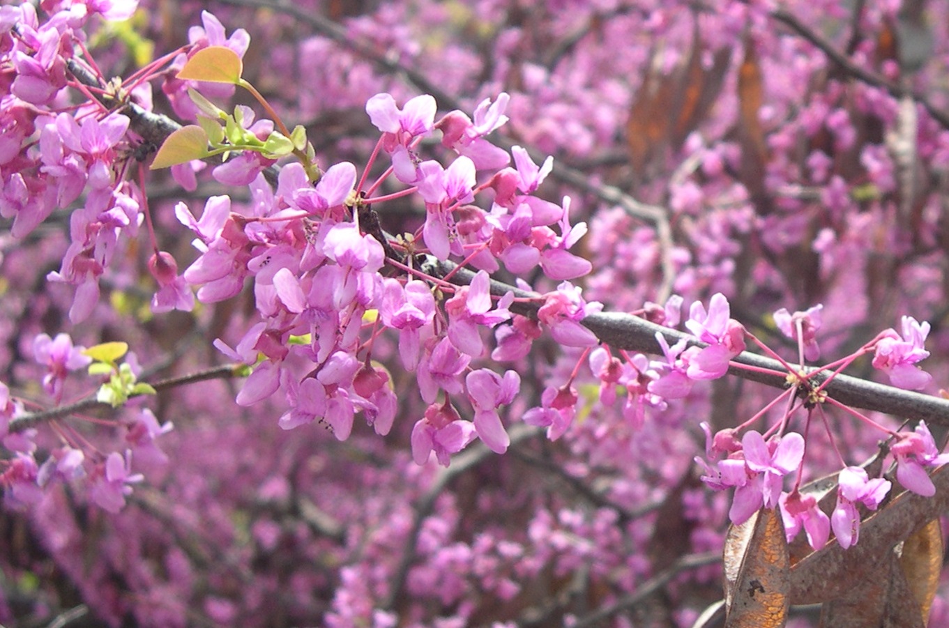 Still Waters--Notes from a Virginia Shire: Redbud Trees