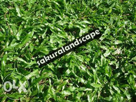 TUKANG TAMAN, BIBIT RUMPUT VETIVER, BIJI RUMPUT: Rumput Gajah Paitan ...