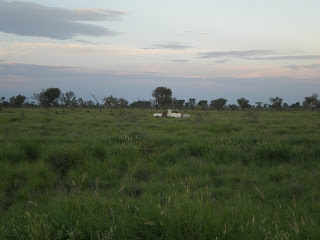 Love must be sincere: Willowra Blues