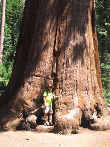 GOING ON ADVENTURES: Giant sequoias--another incredible attraction in ...