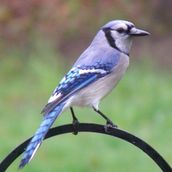 Wild life: Blue jay wallpaper | wild birds