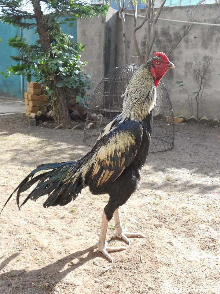 July 2014 ~ Pakistani Aseel Photos