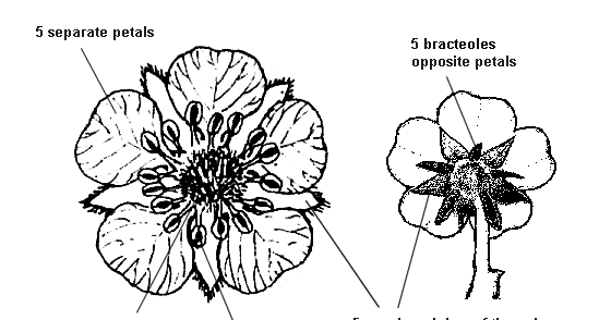 Science Class 6EP: THE ROSE