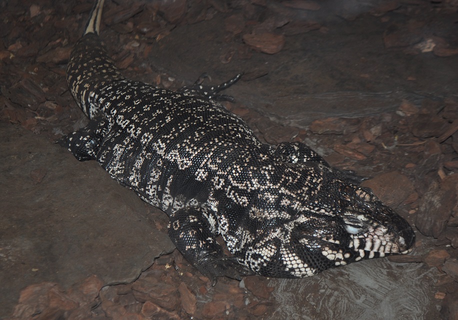 ZOOTOGRAFIANDO (6.096 ANIMALS): TEJÚ GIGANTE / ARGENTINE BLACK AND ...