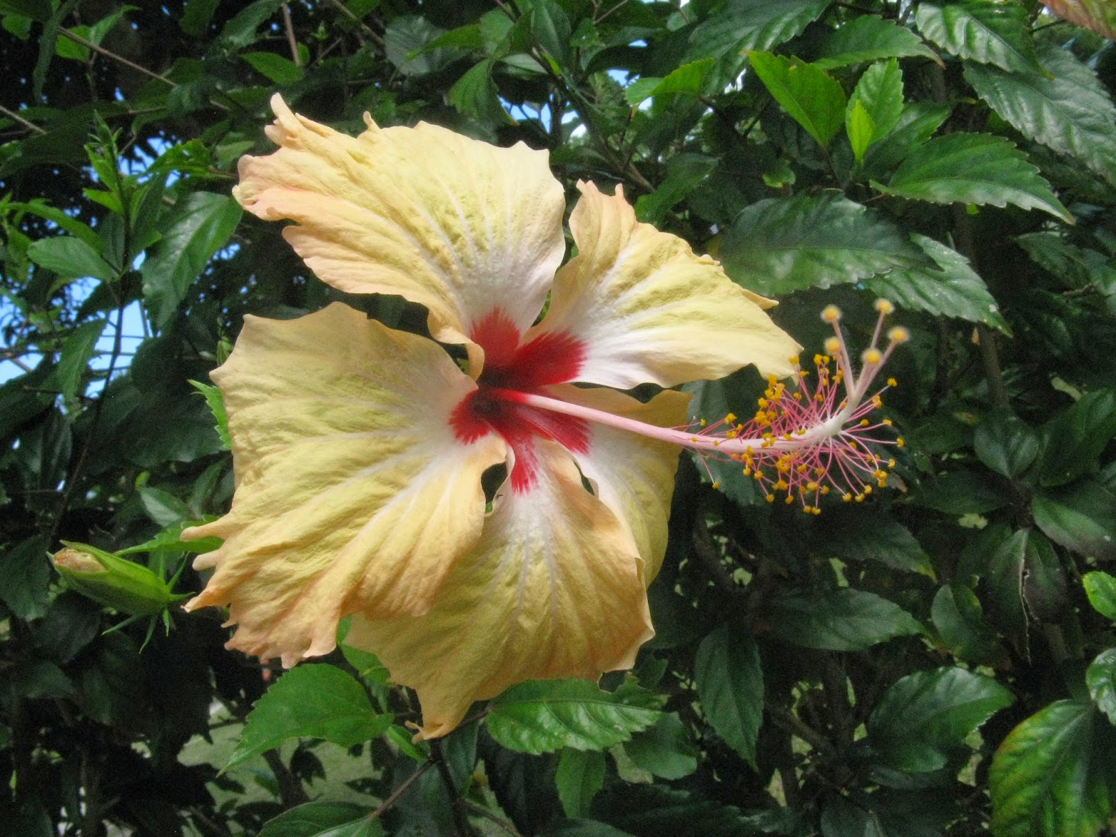 Wendy's Travel Blog: FLOWERS OF THE COOK ISLANDS