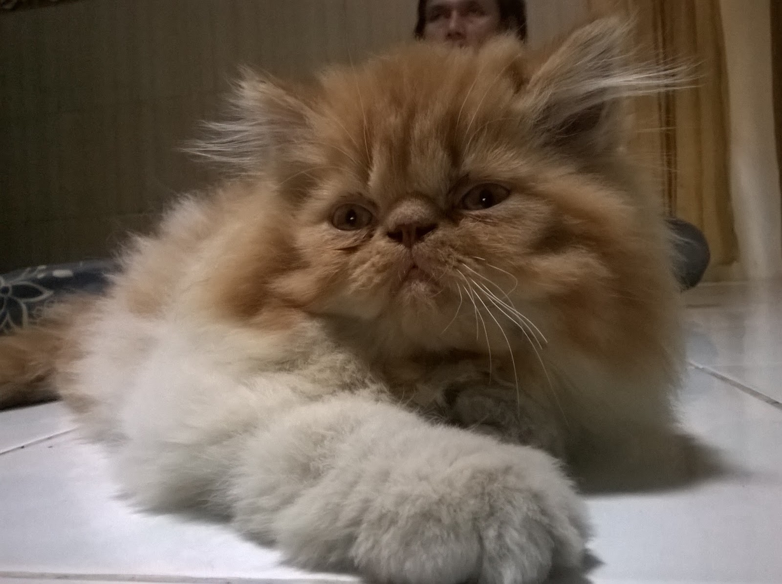 BANGIL PET'S SHOP CENTER (ADOPSI, GROOMING, PENITIPAN, PEMACAKAN ...