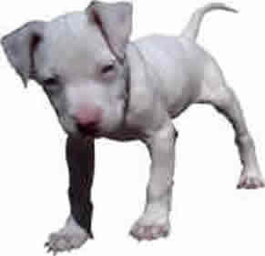 HEALTHY DOG TREATS FOR YOUR PUPPY PITBULL