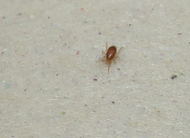 Bug Eric: Compost Insects