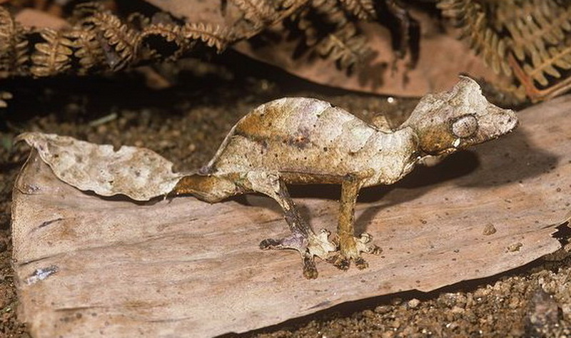 Leaf-Tailed Gecko | Animal Wildlife
