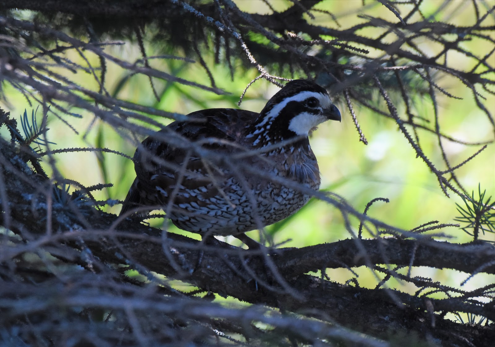 Las Aventuras: Las Aventuras: Arizona Quail and Grouse
