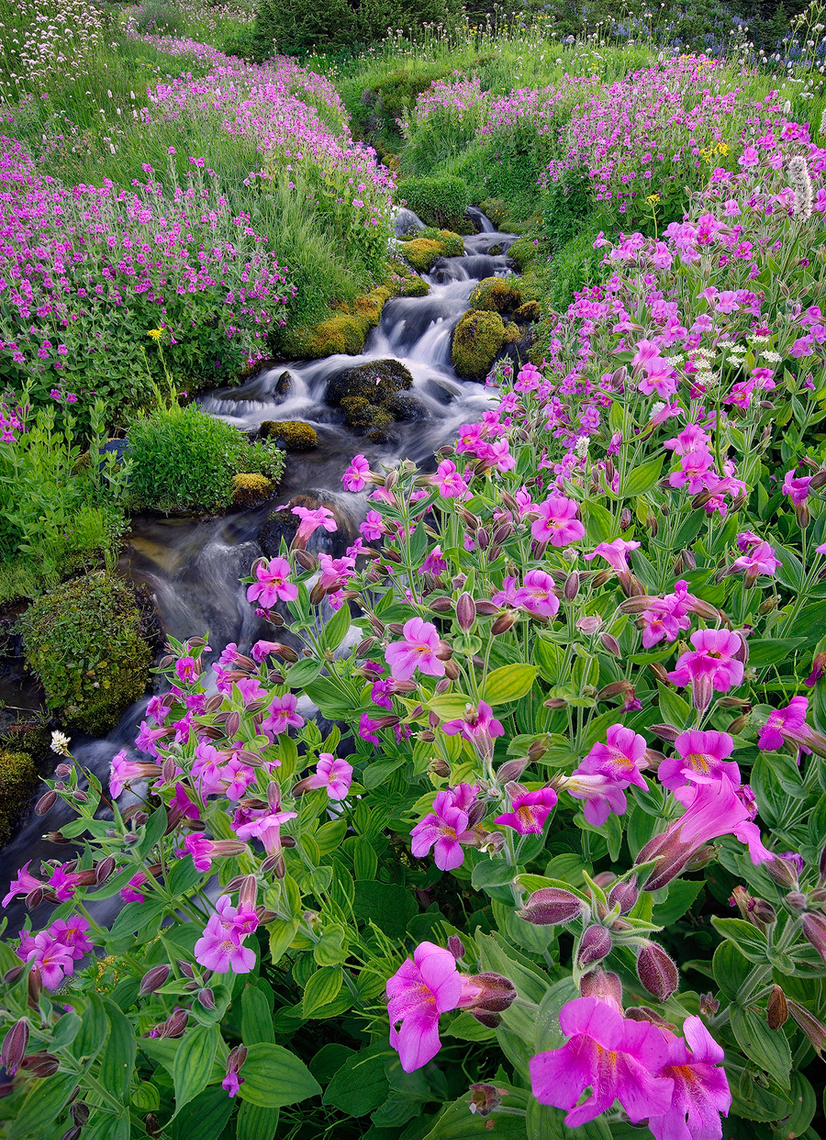 Banco de Imágenes Gratis: Río en la montaña rodeado con flores de primavera