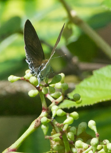 A Wandering Naturalist: Sarawak: Dragonflies and Butterflies