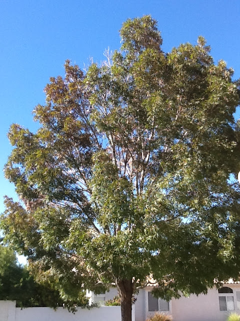 Xtremehorticulture of the Desert: Branch Die Back in Fantex Ash Tree