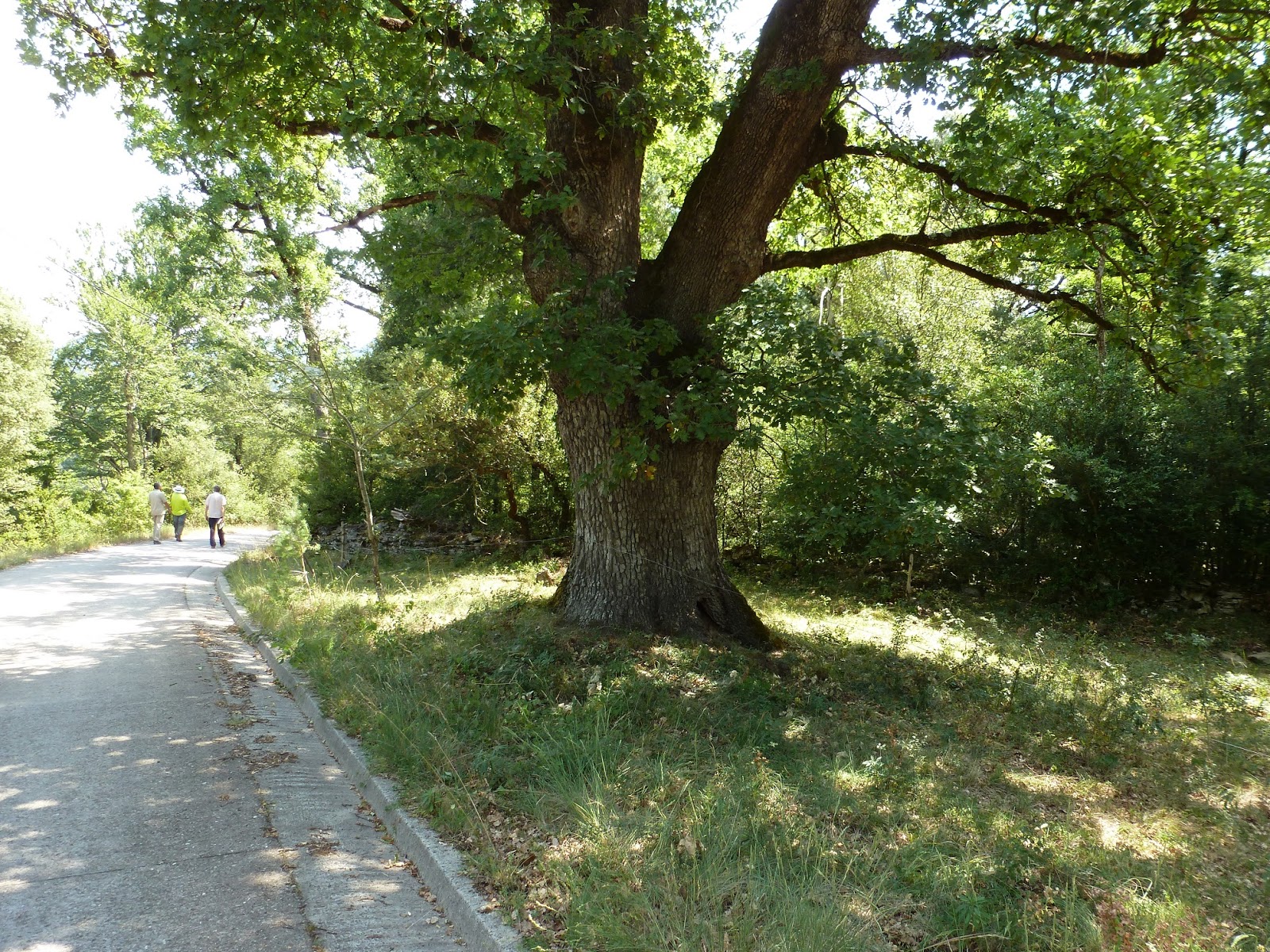 Árboles con alma: Roble pubescente. Roure Martinenc. (Quercus humilis)
